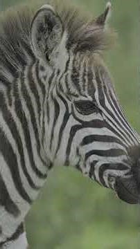 The Best of Nature in 4K HDR 60FPS – Cinematic Masterpiece