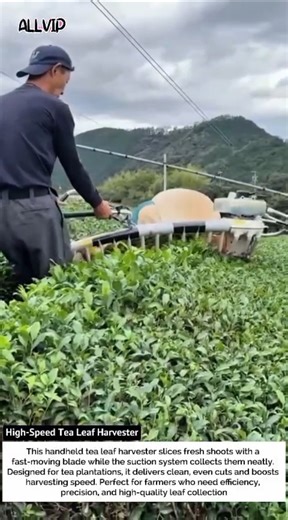 High-Speed Tea Leaf Harvester – Perfect Cuts for Premium Tea!