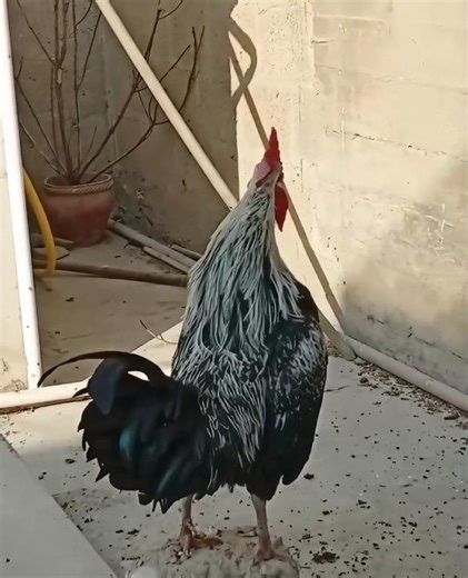 Amazing rooster crowing sounds 🐓🐔 #birds #chicken