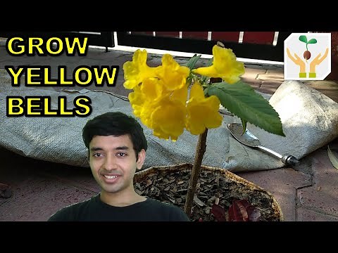 How to Grow Yellow Bells / Tecoma Stans from Cutting