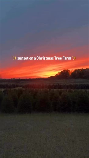 4.7K views · 101 reactions | The magic of a sunset on a Christmas Tree Farm✨ Bath, Pa Raising the seventh generation on the farm and keeping farmland in the family, preserved like this forever. | Unangst Tree Farms, LLC | Facebook