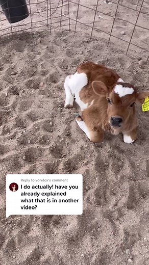 Understanding Dehorning in Cattle: A Comprehensive Guide