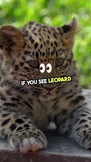 how to prevent leopard attack? #bigcats #animals
