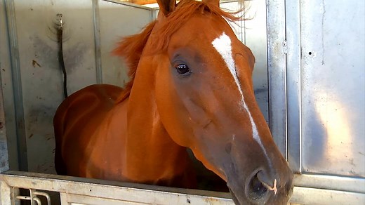The Grade 1 All American Futurity, Derby and Oaks are all set to be run on Labor Day at The Downs at Albuquerque. Let's meet another qualifier for the Derby, as Tom Dawson profiles KJ Born To Be Wild in this video. View bios of all the Derby qualifiers at https://aqha.com/all-american. | Q-Racing