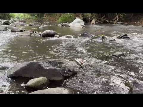 Shallow River Flow – Soothing Nature Sounds for Meditation,Peaceful Forest Ambience for Deep Sleep