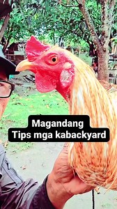 88K views · 1K reactions | Magandang tips mga Pre mula sa mga bihasa. #KABENSOYBLOG #manokreels #chickenlover #petcare #breeding #backyardchickens #petlovers #animals #animallover #highlight | KABensoy blog | Facebook