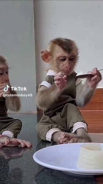 Monkey bibi latest video #monkeydluffy #cutemonkey #viralvideo #fypage #monkeysoftiktok