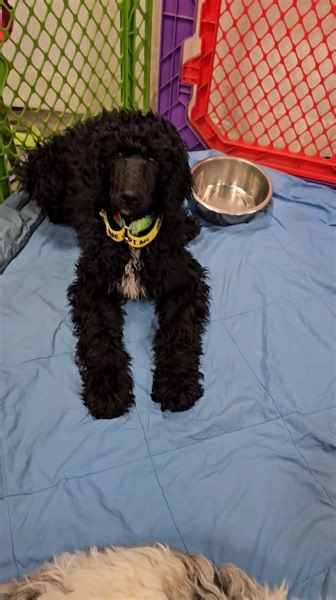 Today's adoptable lineup at the Family Pet Shows Lehigh Valley Pet Expo is Meeso the happy pittie, Radish & Shallot, the standard poodles and little Leela the cavapoo mix. https://www.facebook.com/FAMILYPETSHOW?mibextid=JRoKGi | Outcast Rescue