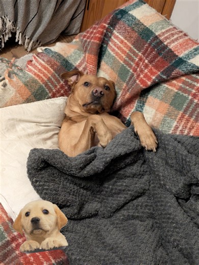the judgment is real 😂😂😂 #funnyddogs #sleepingdog #labradorsleep #dogbeds #dogsjudge