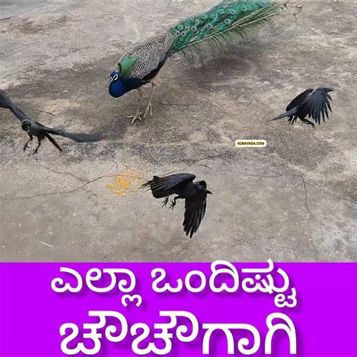 Peacock & Crow ಕಾದಾಟ; ನಾಲ್ಕು ಕಾಳು ಚೌಚೌ ಗಾಗಿ! National Bird & Lord Shani Vahana