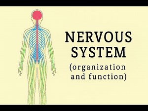 Neurology: Nervous System Organization & Function