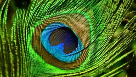 How seeing the new color 'olo' opens the realm of vision science - Berkeley News