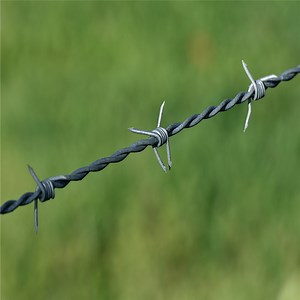 [Hot Item] 12# X 12# Galvanized Barbed Wire for Security Protected