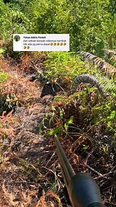 2M views · 32K reactions | #fyp #fypage #viral #pighunting #hunting #hunter #wildboar #wildlife #animals | Afdal Sipetualang II | Facebook