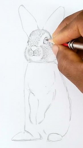 How to Draw a Baby Rabbit - Pencil Sketch