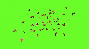 Butterfly, Nature, Animal. Free Stock Video