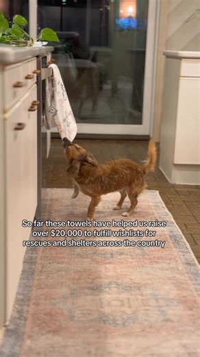 Tiki the Rescue Dog | Tiki has taken his quality control job very seriously and is thrilled to announce The Tiki Towels have already raised over $20K to fulfill... | Instagram