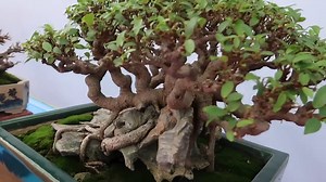 5.8K views · 48 reactions | Lần Đầu Lạc Vào Xứ Sở Thần Tiên Của Những Cây Cảnh Đẹp Nhất Của Việt Nam Khiến Cả Thế Giới Kinh Ngạc | Mạnh Bonsai | Facebook