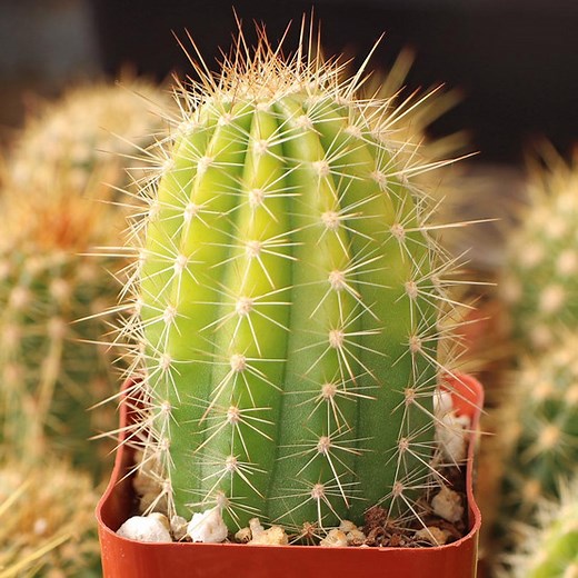 Echinopsis x huascha hybrid