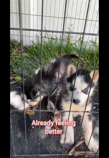 These three babies, only 5 week old, were rescued from Miami Dade Animal Services. It's almost an epidemic with these backyard breeders. Thank you to their amazing foster Beverly, who without hesitation and on a seconds notice, rushed to saved them. No puppies, specially this young, should be at a crowded shelter! | Husky Haven of Florida Inc.