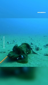 4.5M views · 12K reactions | El pulpo parecía el ganador. Pero los tiburones son sumamente fuertes. Crédito: Star of the South Project https://web.facebook.com/StarOfTheSouthProject/ | Upsocl Verde | Facebook