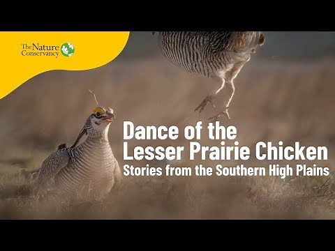 Dance of the Lesser Prairie Chicken: Stories from the Southern High Plains
