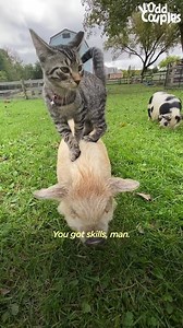 909K views · 27K reactions | Friendships come in all forms, regardless of species   Learn about speciesism: veganoutreach.org/why-vegan  The Dodo | Vegan Outreach | Facebook