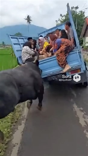 sapi ngamuk menggulingkan truk