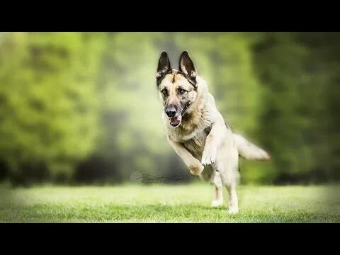 German Shepherd Police Dog Training: Inside Look at Their Rigorous Training