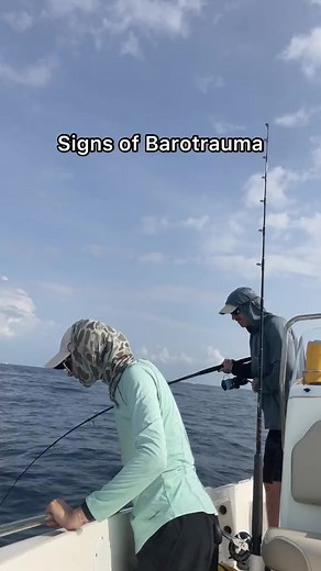If you’re fishing for reef fish, be sure to look for signs of barotrauma and be prepared to act. Barotrauma, or injuries caused by pressure changes, occur when fish are rapidly brought to the surface from depths 50 feet or greater. Signs of barotrauma include the stomach coming out of the mouth, bloated belly, distended intestines and bulging eyes. These injuries can be fatal to the fish unless intervention occurs through the use of descending devices or venting tools. #takemefishing #fishinglif