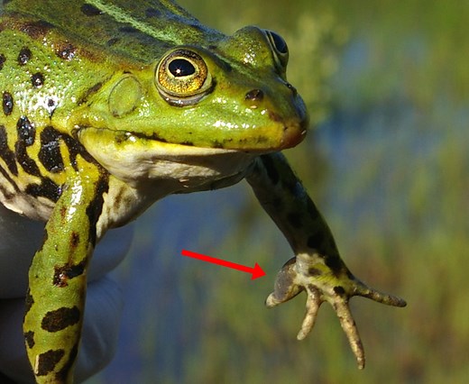 What is Nuptial Pad and its function in frogs? Fully Explained!