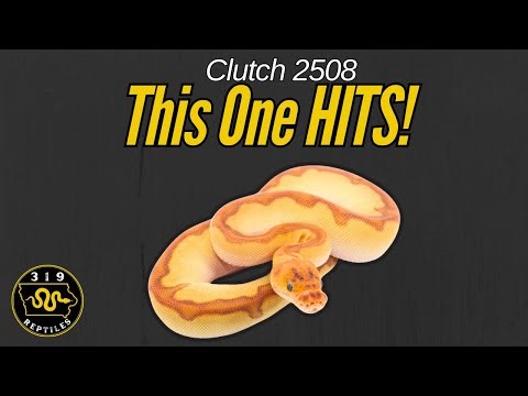 Clutch Reveal 2508 - These Ball Python Morphs Are INSANE