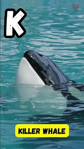 A to Z Ocean Predators 🌊 | Fun Marine ABC for Kids! 🎶🐠 | #abcd #kids #shorts #learning #viralvideo