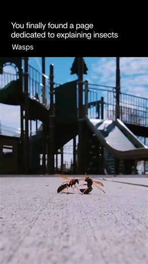 Explaining Insects 🦋 on Instagram: "Wasps are highly adaptable insects found all over the world, known for their narrow waists, bright colors, and sometimes aggressive defense behavior. Unlike bees, most wasps are predators, hunting other insects such as caterpillars, flies, and spiders, which makes them important natural pest controllers and valuable to ecosystems and agriculture. They live in a variety of social structures—some species form large colonies with a queen and workers (like