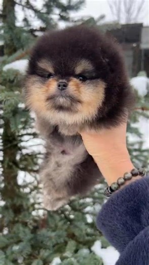 Mini Bearface Pomeranian Male | 10 Weeks Old