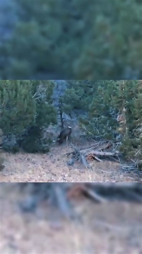 Охота на лося с луком — мощный выстрел в упор!