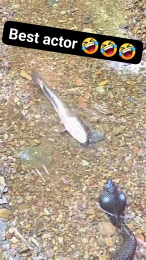 Best actor 🤣🤣🤣🤣 | Chuli