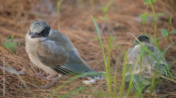 Two cute azure-winged magpie chicks nestled among pine needles and grass, showcasing nature's beauty as they hop on ground