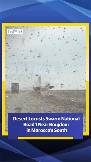 A video circulating on social media show swarms of desert locusts moving along National Road 1 near Boujdour, as authorities confirm locust activity across southern provinces stretching from Tan-Tan to Laayoune, Boujdour, and Dakhla. The Regional Director of Agriculture for Laayoune-Sakia El Hamra stated the situation remains under control, with the National Locust Control Center deploying ground teams, aerial spraying, and satellite monitoring to treat affected areas before swarms expand furthe