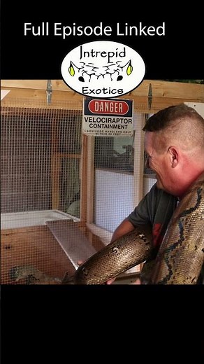 How BAD are LARGE Reptile Bites? #python #lizard # monitor #bite #viral #burmese #reticulated python