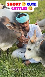 Meet the Nadipathy Cattle: The World's Smallest Cows! Standing just 1 to 2 feet tall (that's small dog size!), they're calm, friendly, and fit virtually anywhere. Apartment living? Check. Road trip buddy? They ride in the car! Bedtime companion? They sleep right under your bed. Big charm in a tiny package! 📍 Nadipathy Goshala, Nadipathy Village- Lingamparthy, Konda Thimmapuram Road, Yeleswaram Mandal, Kakinada District, Andhra Pradesh, India - 533429 🌐 Website: minicows.co.in 📞 Contact: 91 88