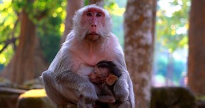 Singe Mère Bébé - Free video on Pixabay