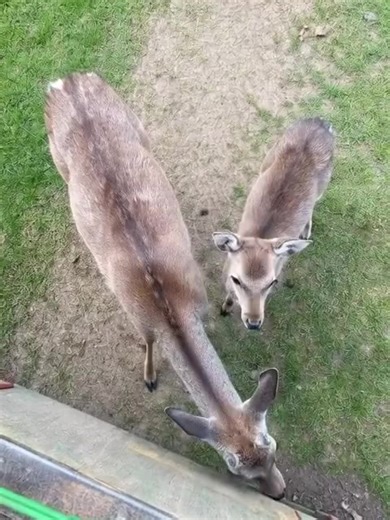 I THOUGHT THE DEER WERE HARMLESS—UNTIL I SAW WHAT THE YOUNG ONE WAS CARRYING They came out of nowhere—just wandered up from the treeline while I was tossing hay near the fence. No fear, no hesitation. Like they'd been here before. The bigger one had a calmness to him, like he was guarding. But the small one? The little one kept tilting its head at me, blinking slow, like it was trying to tell me something. I laughed and pulled out my phone to snap this photo—“today I got some guests,” I joked, e