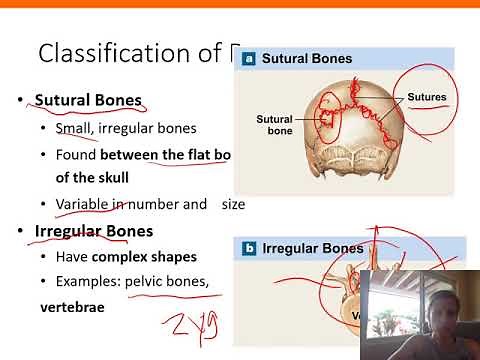 API Skeletal System Part 1