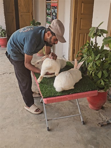 How to Check Rabbit Pregnancy Carefully