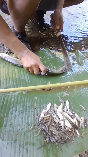 Yea deko Bamos😱🦈 #reelsviralシfb #fbreels2025ツ #explorarfishing #reelviralfacebook #fbreelsfyp #followersreelsfyp @highlight | RC Bongsha