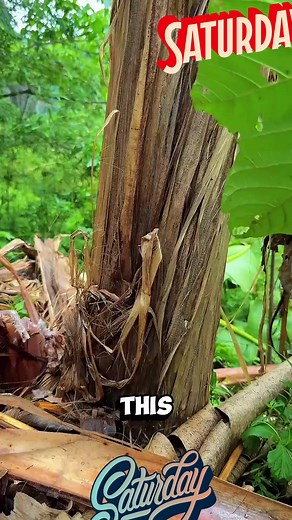 9.3K reactions · 960 shares | Jelly from banana plant #FacebookReelsContest #cooking #funnymoments #funnyreels #chinesefood #america #Amazon #StarsEverywhere #TopMovie #losangeles #ChallengeChallenge #China #worldwide #workfromhome #workout #weightloss #WhatsApp #work #wedding #wildlife | Aluwani Bryan Mudau Vhadau | Facebook