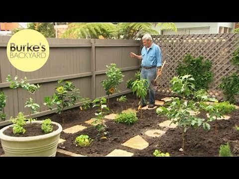 Burke's Backyard, Dwarf Fruit Tree Makeover