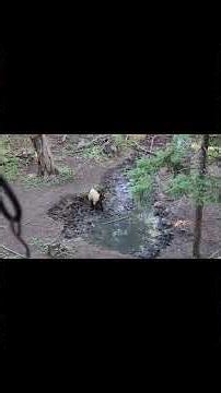 Once in a life time Cinnamon Bear