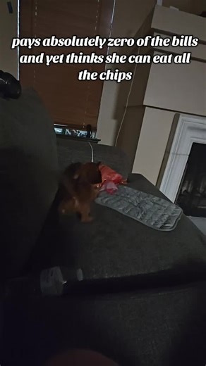 she was such a cute baby! Thank you @BennyandBrew for the inspiration! #longhaireddachshund #playfulpup #adorablepuppy #minidachshundpuppy #funnydogvideo